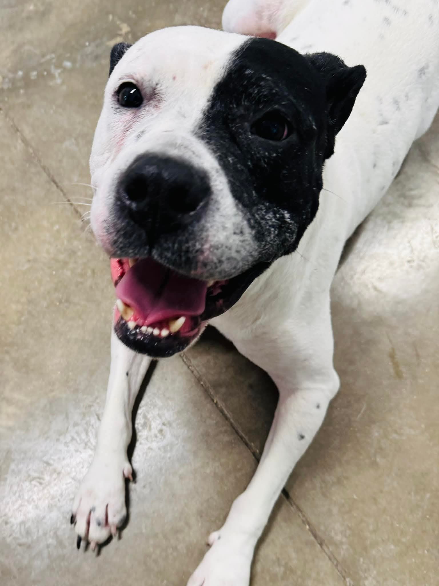 Adoptable Pets – Happy Tails Humane Society