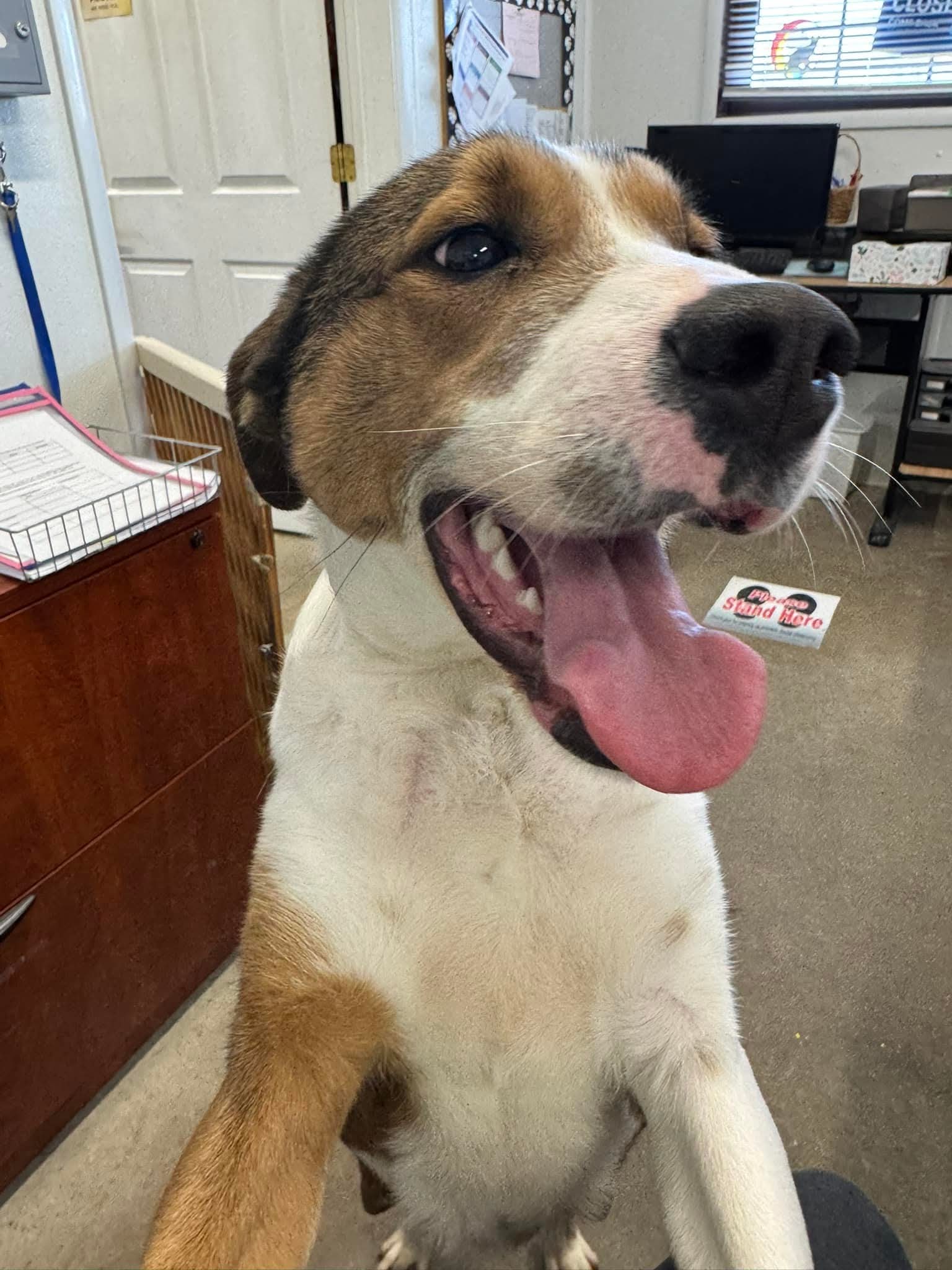 Adoptable Pets – Happy Tails Humane Society