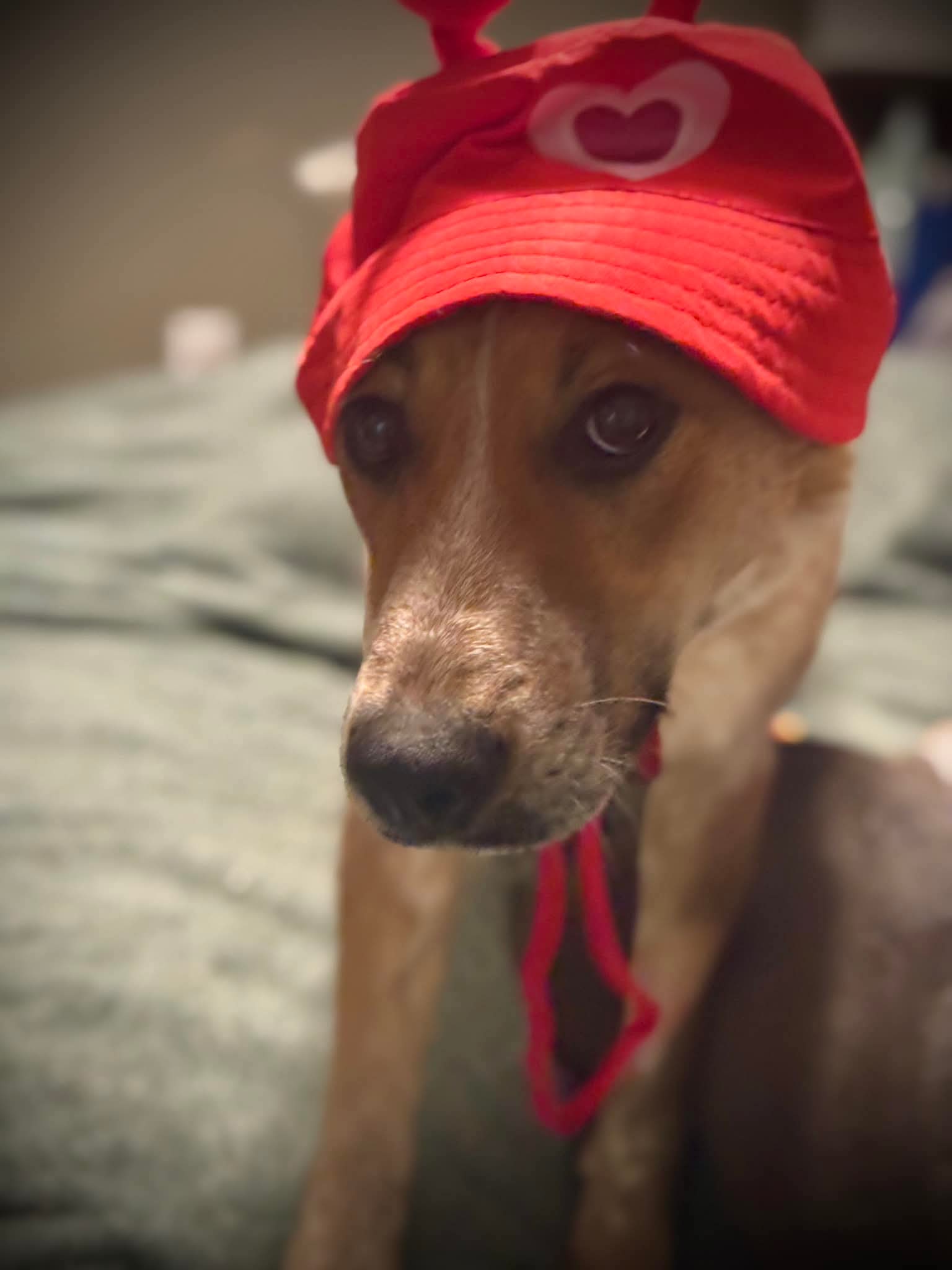 Adoptable Pets – Happy Tails Humane Society
