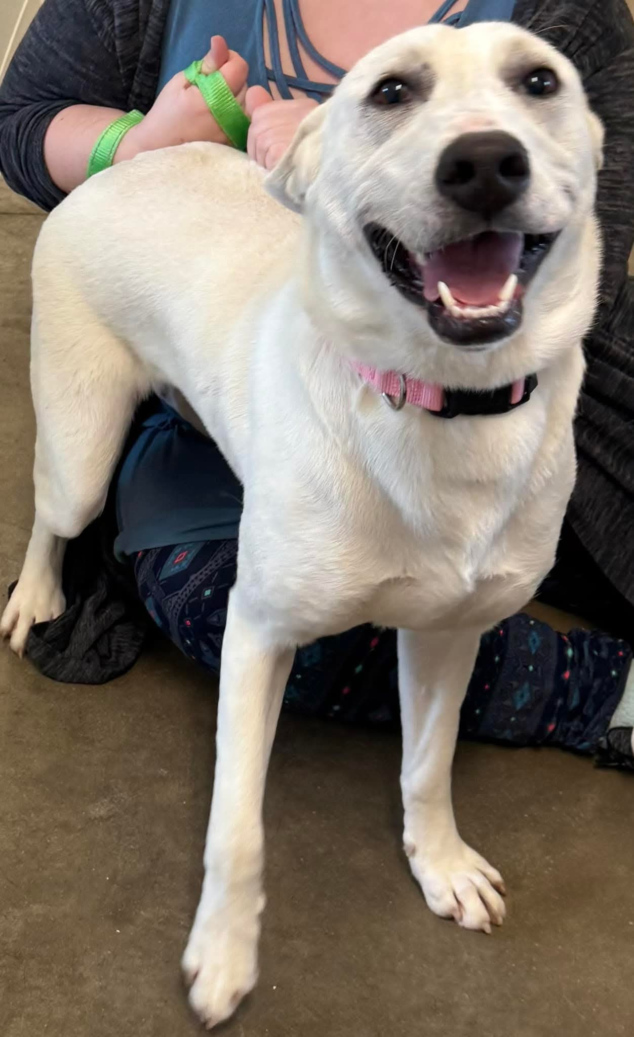Adoptable Pets – Happy Tails Humane Society