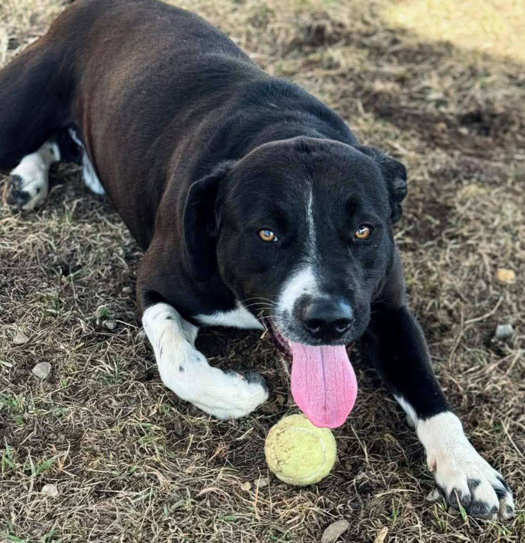 Adoptable Pets – Happy Tails Humane Society