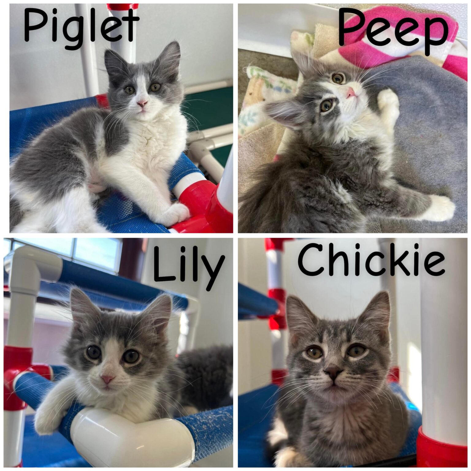 Adoptable Pets – Happy Tails Humane Society
