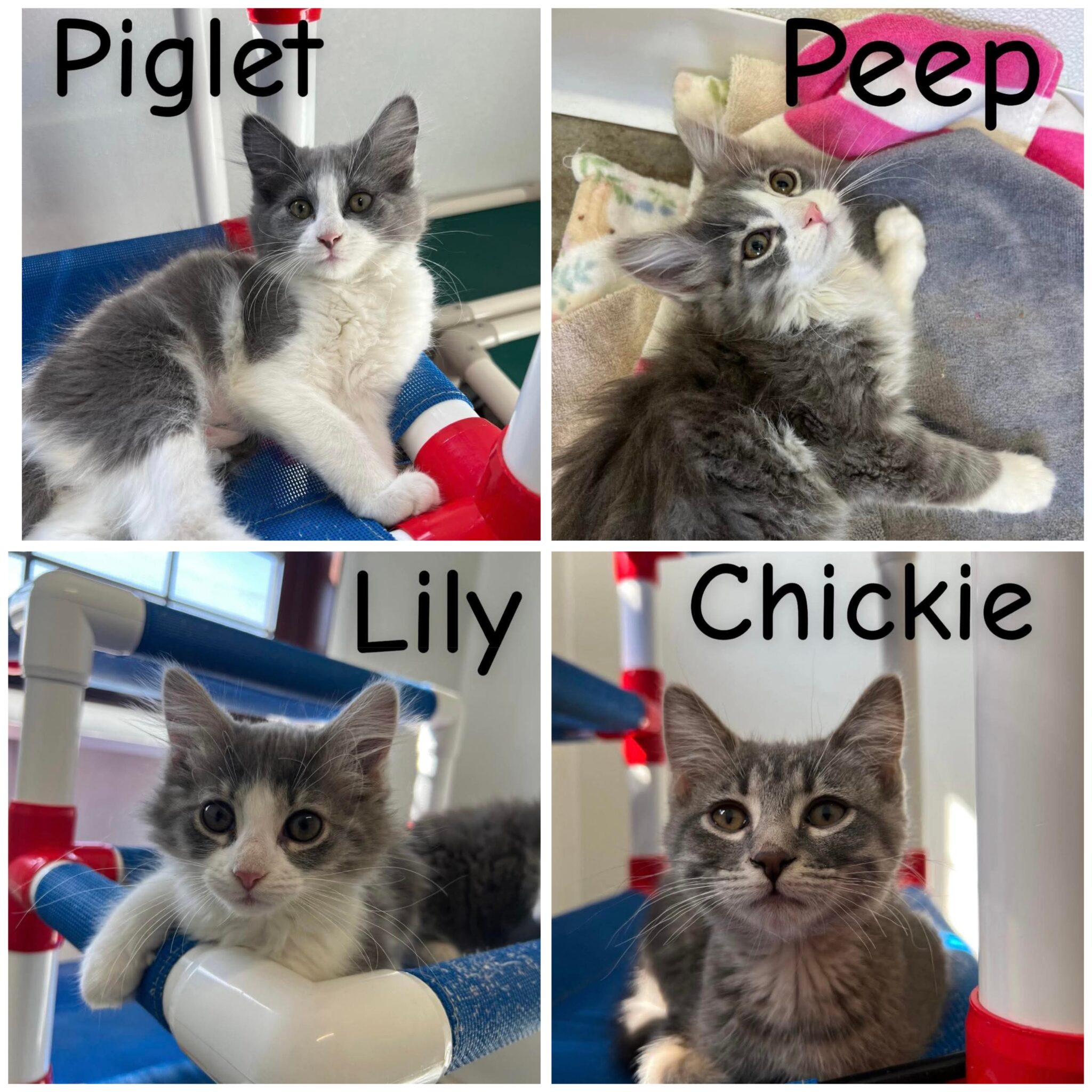 Adoptable Pets – Happy Tails Humane Society