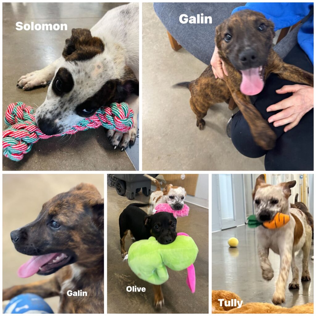 Happy Tails Humane Society