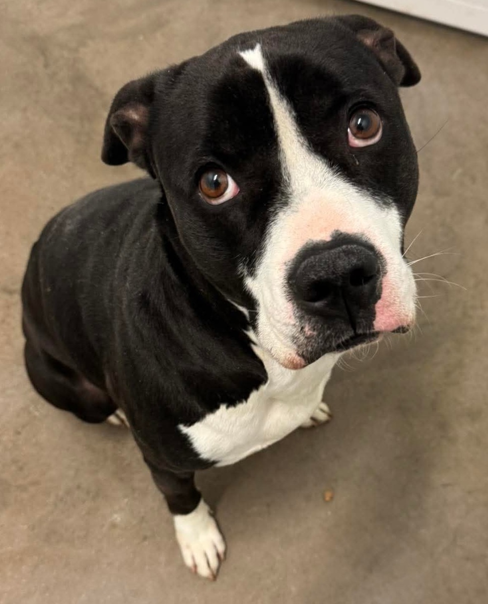 Adoptable Pets – Happy Tails Humane Society