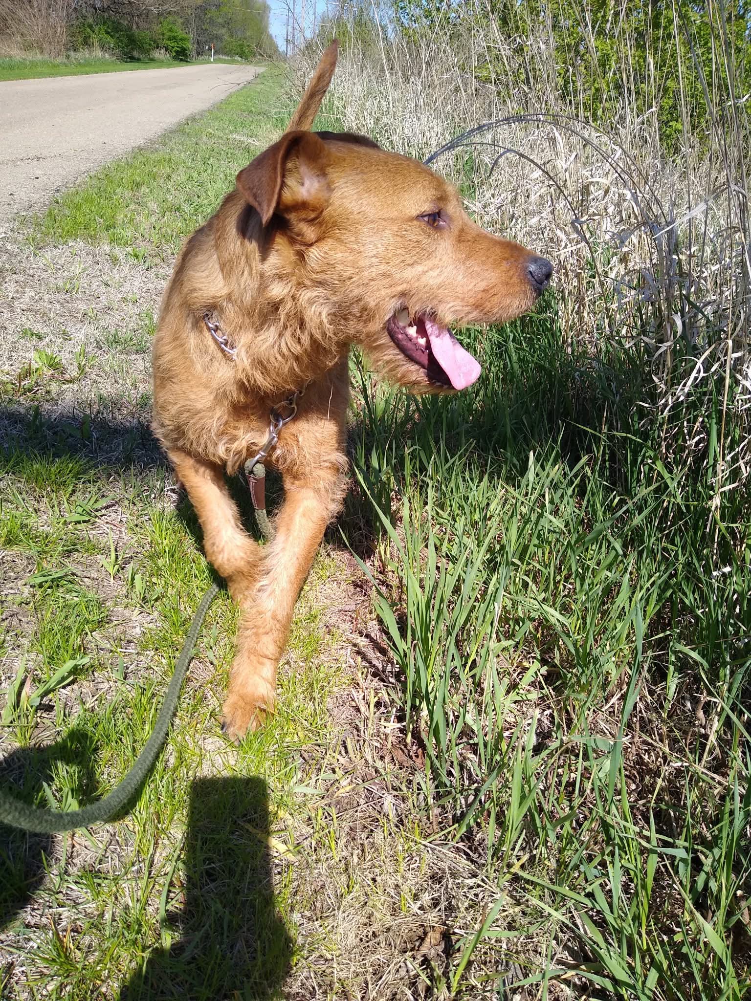 Adoptable Pets – Happy Tails Humane Society