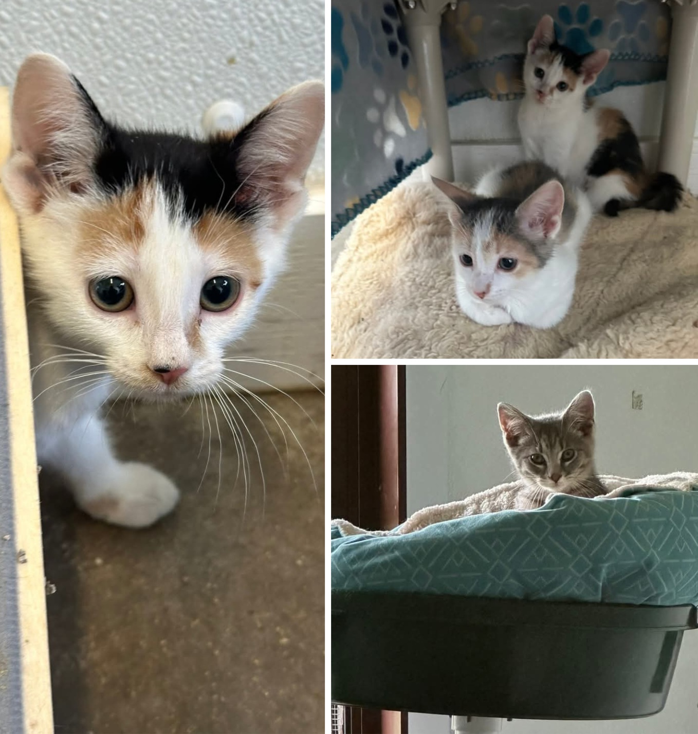 Adoptable Pets – Happy Tails Humane Society